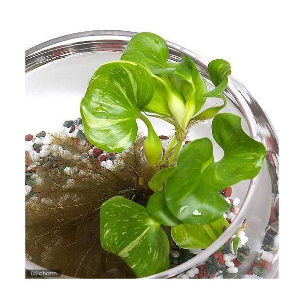 金魚・メダカ　_gardening　_aqua　金魚藻　ビオトープ　水辺植物　水生植物　浮葉植物　ホテイ草特集　水草　浮き草　ホテイソウ　ホテイアオイ　水玉　all_plants　ビオ浮き草　hotei＆medaka　ホテイ草セット　wp_...
