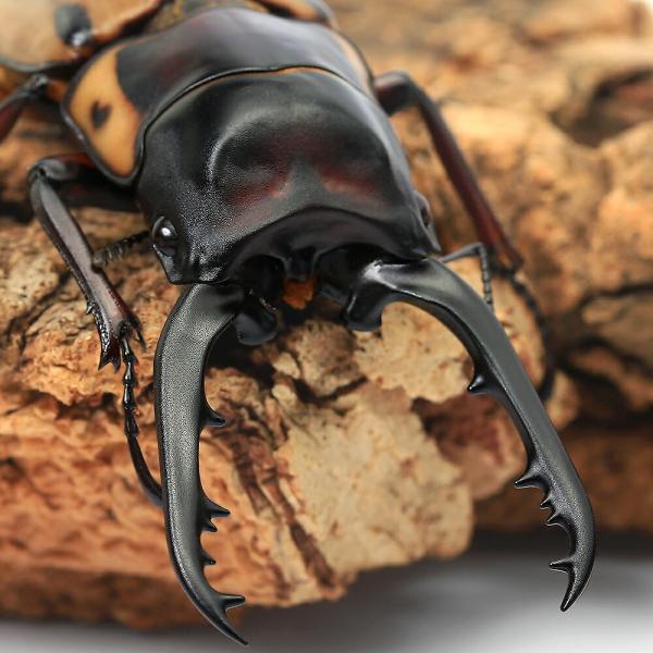 PF_SPQ　クワガタ　外国産ノコギリクワガタ　外国産クワガタ　成虫　ファブリースノコギリクワガタ　タカクワイ　タリアブ島産　20100608　MK