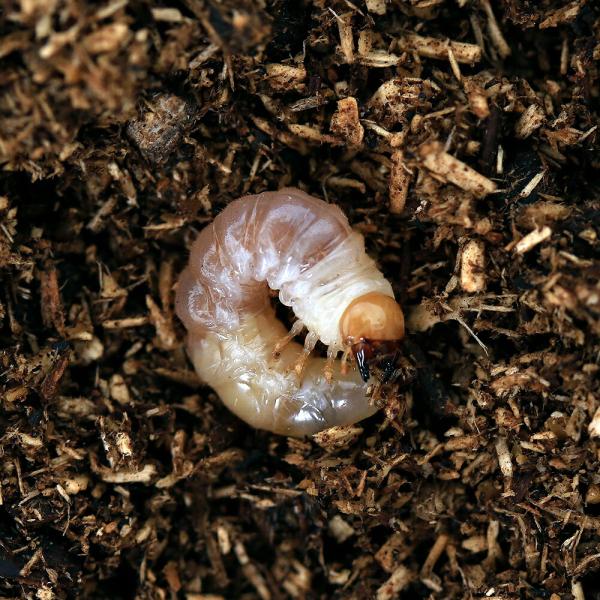 PF_SPQ　insect　昆虫　販売　飼育　飼い方　国産オオクワガタ　国産クワガタムシ　福岡県久留米産　Dorcus　hopei　binodulosus　restock