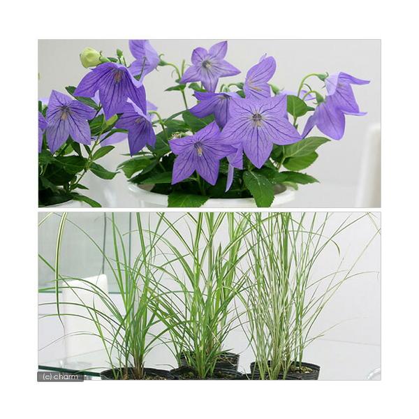 _gardening　ガーデニング　園芸　山野草　苗　ススキ　薄　Miscanthus　sinensis　イネ科ススキ属　花　花苗　キキョウ　桔梗　otsukimi_plants　20150917　ＨＴ　育て方　育成方法　栽培方法　観葉植物...