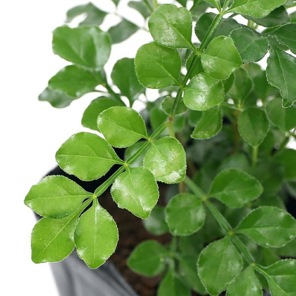 観葉植物　ガーデニング　盆栽　庭木　常緑樹　モクセイ科　トネリコ属　Fraxinus　griffithii　タイワンシオジ　台湾シオジ　バットの木　カブトムシの木　シマトネリコシリーズ　20110913　tchjkhjk　tcjdfdfjk...