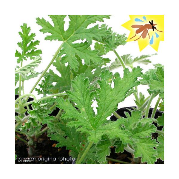 ガーデニング　インテリア　グリーン　観葉植物　背丈２０〜５０ｃｍ　ハーブ　苗　インテリア・雑貨他　mushiyoke_plants　all_plants　musikonai_pio　除虫草　ハーブゼラニウムシリーズ　20100723　虫よけ...