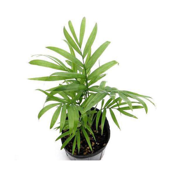 paludariumplants　_gardening　観葉植物　ガーデニング　ビバリウム　アクアテラリウム　パルダリウム　両爬向き植物　ヤシ科　カマエドレア属　Chamaedoreo　elegans　カマエドレア　チャメドレア　テーブルヤ...