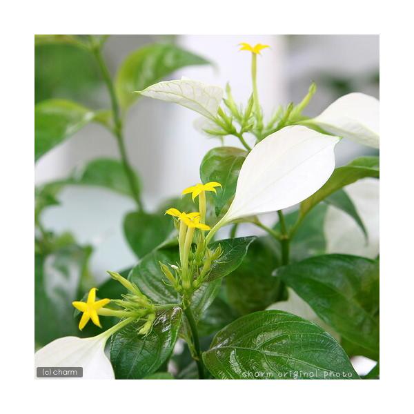 muryotassei_400_499　_gardening　ガーデニング　ハーブ　ガーデニング　野菜／果物・ハーブ　emporio　観葉植物　all_plants　emporio400_599　育て方　育成方法　栽培方法　kaijyo　r...