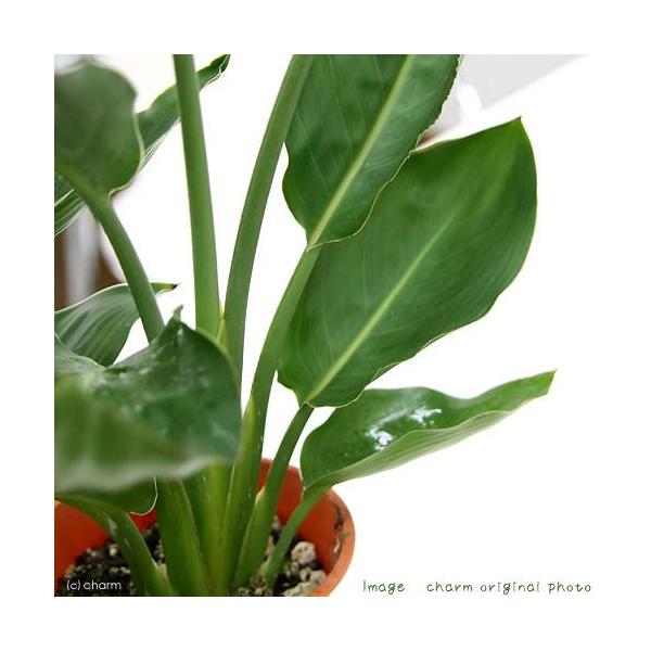 _gardening　ガーデニング　観葉植物　ストレリチアシリーズ　20100725　hmwrs31　gaomwo85　育て方　育成方法　栽培方法　kaijyo　releaseplnt　toukihassouhuka