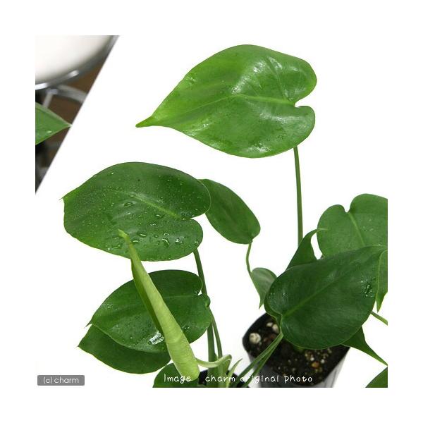 paludariumplants　観葉植物　園芸　ガーデニング　ビバリウム　アクアテラリウム　パルダリウム　サトイモ　デンシンラン　ペッサム　Monstera　deliciosa　モンステラシリーズ　20100725　lrknq19　201...