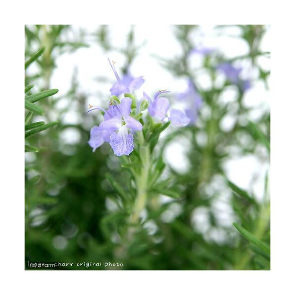 ガーデニング　ハーブ　野菜／果物・ハーブ　emporio　観葉植物　all_plants　emporio200_399　育て方　育成方法　栽培方法　herb2022　butterflygarden_rosemary　toukihassouhuka