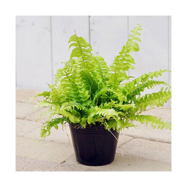 paludariumplants　_kame　_hachu　_gardening　観葉植物　ガーデニング　ビバリウム　アクアテラリウム　パルダリウム　水草　シダ　セイヨウタマシダ　タマシダの仲間　ツディ　ツデイ　ツデージュニア　ツデータマシ...