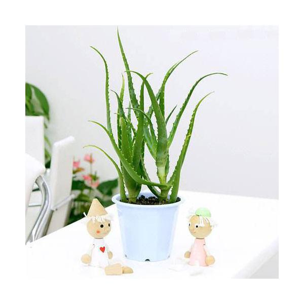 _gardening　_hachu　_kame　ガーデニング　園芸　観葉植物　多肉植物　アロエ　こだわりアロエ　有機栽培　無農薬　aloe_series　20150120　HT　植物　植物生体　ガーデニング生体　food_succulent...