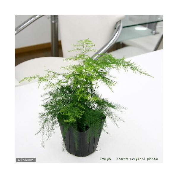 ガーデニング　観葉植物　アスパラガス　20110913　mnytrdg　育て方　育成方法　栽培方法　plants500　releaseplnt　toukihassouhuka