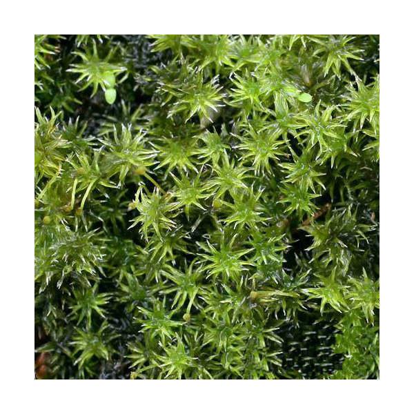 paludariumplants　パルダリウム　テラリウム　line2462terarium　コケシリーズ　aquaterrarium　ガーデニング　観葉植物　苔　all_plants　両爬向き植物　盆栽　ビバリウム　アクアテラリウム　砂苔...