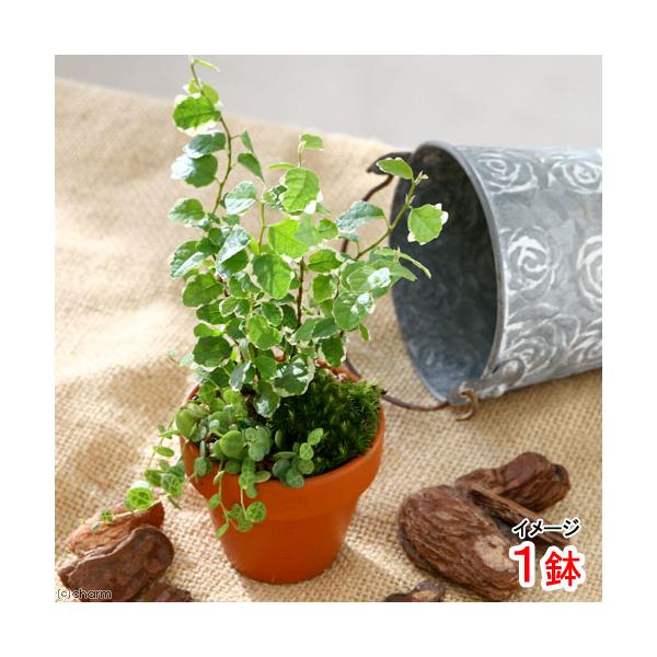 paludariumplants　_hachu　_gardening　観葉植物　園芸　ガーデニング　ビバリウム　アクアテラリウム　パルダリウム　両爬向き植物　つる性　匍匐性　コショウ科　サダソウ属　Peperomia　prostrata　ペ...