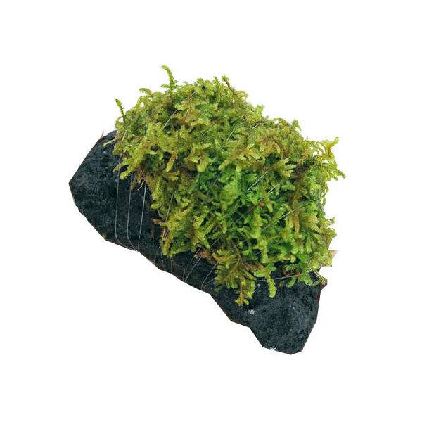 paludariumplants　パルダリウム　テラリウム　line2462terarium　_kame　_hachu　コケシリーズ　aquaterrarium　ガーデニング　観葉植物　苔　all_plants　両爬向き植物　2014012...