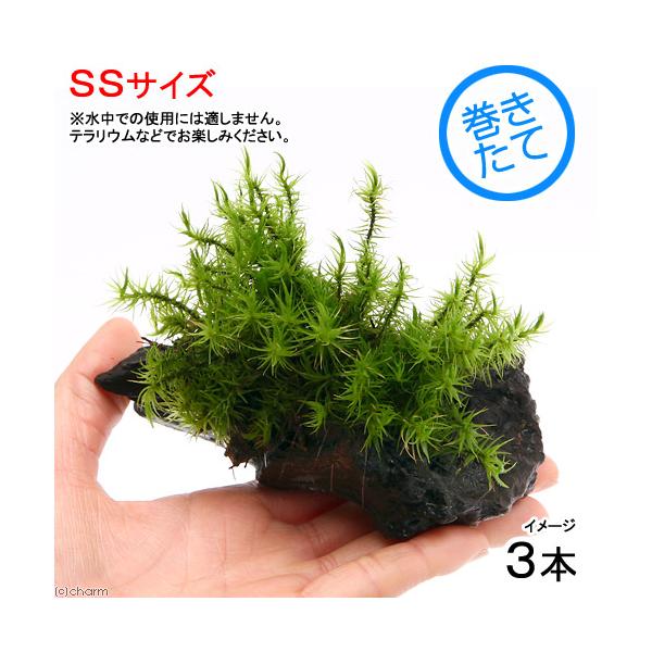 paludariumplants　パルダリウム　テラリウム　line2462terarium　コケシリーズ　aquaterrarium　ガーデニング　観葉植物　苔　all_plants　両爬向き植物　20140128　育て方　育成方法　栽培...