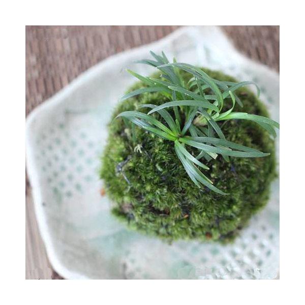 _hachu　_gardening　_interior　_kame　コケシリーズ　aquaterrarium　ガーデニング　観葉植物　苔　all_plants　両爬向き植物　20140129　苔玉　ＮＴ　コケ玉　植物　植物生体　ガーデニング...