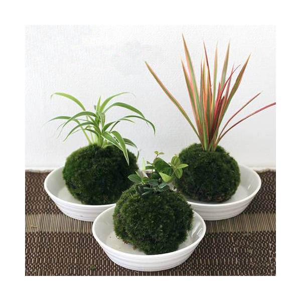 コケシリーズ　aquaterrarium　ガーデニング　観葉植物　苔　all_plants　両爬向き植物　20140129　苔玉　オアシス苗　ＮＴ　コケ玉　植物　植物生体　ガーデニング生体　ビバリウム　アクアテラリウム　パルダリウム　育て方...