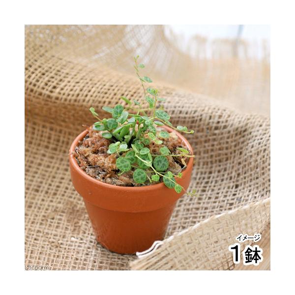 paludariumplants　_hachu　_gardening　観葉植物　園芸　ガーデニング　ビバリウム　アクアテラリウム　パルダリウム　両爬向き植物　つる性　匍匐性　コショウ科　サダソウ属　Peperomia　prostrata　ペ...