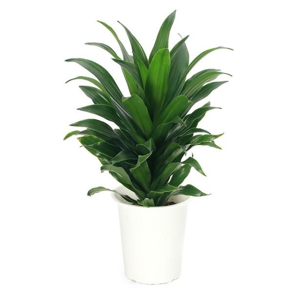 muryotassei_800_899　_kame　_hachu　_gardening　観葉植物　ガーデニング リュウケツジュ　竜血樹　ドラセナデレメンシス　ドラセナアオワーネッキー　ドラセナ青ワーネッキー　Dracaena deremen...