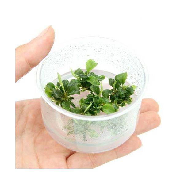 PF_SPQ　水草　クリプトとその近縁　all_plants水草　wp_kywrd　ブセファランドラ　sp.　JS　20141018　wp0127_8buce　wp0310_5mibu　grbsesa0406　wp_soshiki　組織培養...