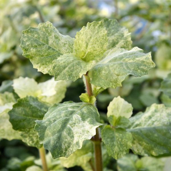 PF_SPQ　熱帯魚　メダカ　アクア　アクアリウム　ビギナーにお勧め　有茎　ハ行　水草　後景草　ギザギザ　all_plants　ハイグロフィラ　トリフロラ　トリフローラ　斑入り　インド　インド産　Hygrophila　triflora　キツ...