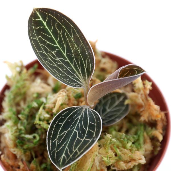 paludariumplants　パルダリウム　テラリウム　PF_SPQ　観葉植物　園芸　ガーデニング　ビバリウム　アクアテラリウム　宝石蘭　宝石ラン　アネクトキルス　ローウィー　ジュエルオーキッド　juwelorchid　Anoectoc...