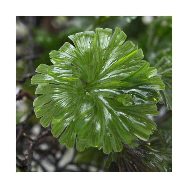 paludariumplants　パルダリウム　テラリウム　line2462terarium　_aqua　_gardening　_hachu　_kame　コケシリーズ　aquaterrarium　ガーデニング　観葉植物　ビバリウム　アクアテ...