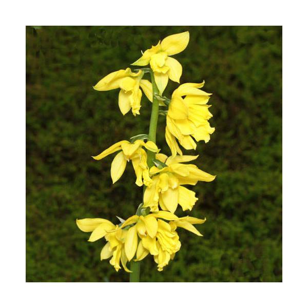 kotenplant　_gardening　ガーデニング　山野草　テラリウム　NT　Ｃａｌａｎｔｈｅ　ｓｉｅｂｏｌｄｉｉ　20140205　sannyasou_2014　rFyymvdr　N3tqvA7D　MkTt30hZ　greepla1...