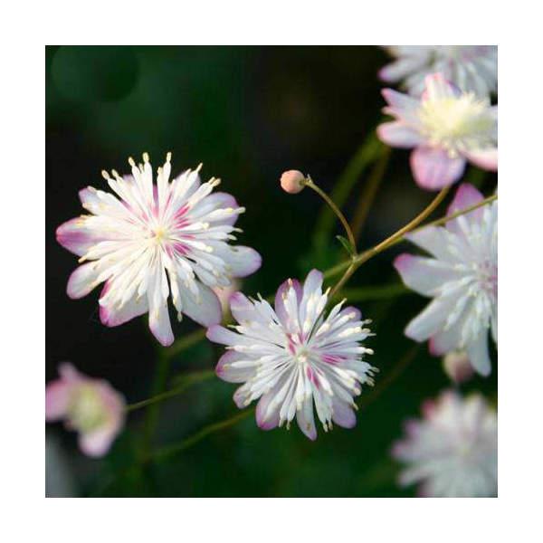 _gardening　ガーデニング　Ｔｈａｌｉｃｔｒｕｍ　ｕｒｂａｉｎｉｉ　タカサゴカラマツ　高砂唐松　キンポウゲ　山野草　テラリウム　NT　20140210　sannyasou_2014　vD9WBy2_bitp　v9Wy_vBQTd5　...