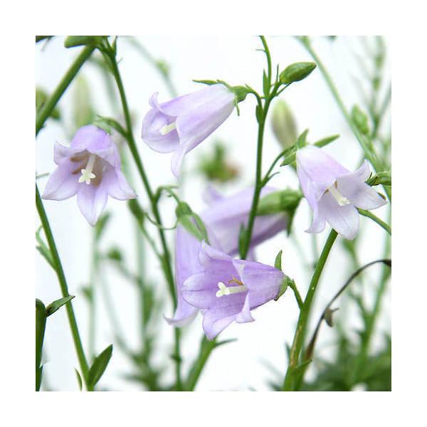 ガーデニング　山野草　テラリウム　ツリガネニンジン　NT　20140222　sannyasou_2014　N3tqvA7D　MkTt30hZ　_gardening　greepla10bai1406　植物　植物生体　ガーデニング生体　育て方　...