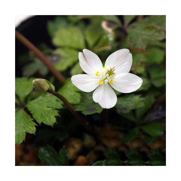 _gardening　ガーデニング　山野草　テラリウム　バイカオウレン　梅花黄蓮　NT　20140210　植物　植物生体　ガーデニング生体　育て方　育成方法　栽培方法　Ｃｏｐｔｉｓ　ｑｕｉｎｑｕｅｆｏｌｉａ　牧野富太郎　pointrk506...