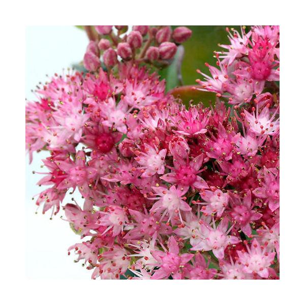 _gardening　ガーデニング　山野草　セダム　Ｈｙｌｏｔｅｌｅｐｈｉｕｍ　ｃａｕｔｉｃｏｌｕｍ　NT　20141001　観葉植物　日高ミセバヤ　ミセバヤ　ヒダカミセバヤ　ベンケイソウ科　ムラサキベンケイソウ属　ベンケイソウ　植物　植物...