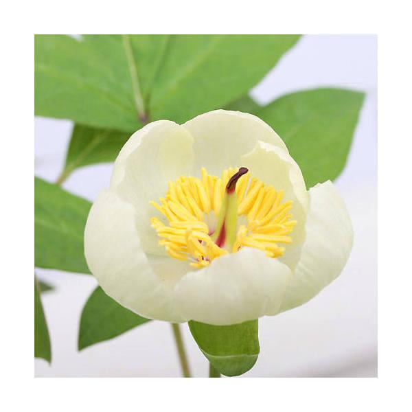 ガーデニング　山野草　テラリウム　NT　20140321　_gardening　植物　植物生体　育て方　育成方法　栽培方法　シャクヤク　芍薬　ヤマシャクヤク　山芍薬　ボタン科　ボタン属　Ｐａｅｏｎｉａ　ｊａｐｏｎｉｃａ　Usefulplan...
