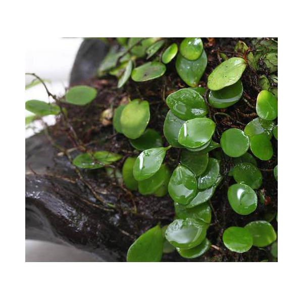 paludariumplants　パルダリウム　テラリウム　line2462terarium　_kame　_hachu　ガーデニング　山野草　観葉植物　ビバリウム　アクアテラリウム　水草　着生シダ　Lemmaphyllum　microphy...