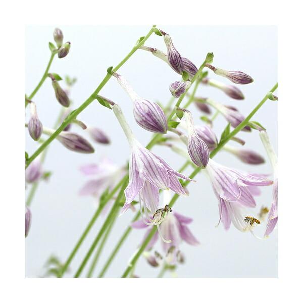 kotenplant　_gardening　ビオトープ　ガーデニング　水辺植物　山野草　Ｈｏｓｔａ　ｖｅｎｕｓｔａ　オトメギボウシ　乙女擬宝珠　20140622　NT　ホスタ　sannyasou_2014　gar0620_sanya　植物　...