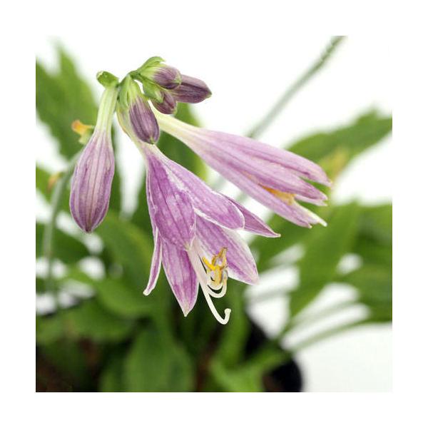 kotenplant　_gardening　ビオトープ　ガーデニング　水辺植物　山野草　Ｈｏｓｔａ　ｓｉｅｂｏｌｄｉｉ　ｆ．ｓｐａｔｈｕｌａｔ　ヤクシマギボウシ　屋久島擬宝珠　20140622　NT　ホスタ　sannyasou_2014　g...