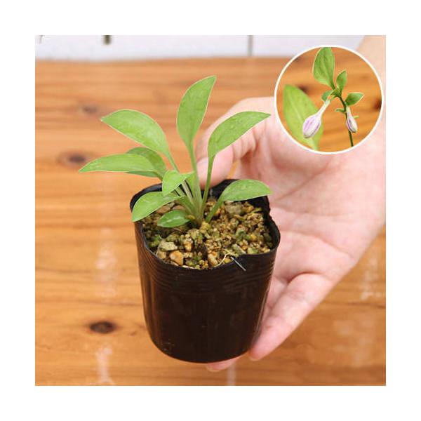 kotenplant　_gardening　ビオトープ　ガーデニング　　Ｈｏｓｔａ　ａｌｂｏ−ｍａｒｇｉｎａｔａ　ｓｉｅｂｏｌｄｉａｎａ　Ｏｕｇｏｎ　水辺植物　山野草　20140622　NT　ホスタ　sannyasou_2014　gar_h...