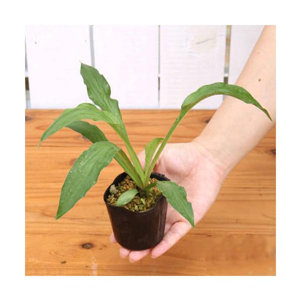 kotenplant　_gardening　Ｈｏｓｔａ　ｌｏｎｇｉｓｓｉｍａ　ミズギボウシ　水擬宝珠　ビオトープ　ガーデニング　水辺植物　山野草　20140622　NT　ホスタ　sannyasou_2014　gar_hikoukisanya...
