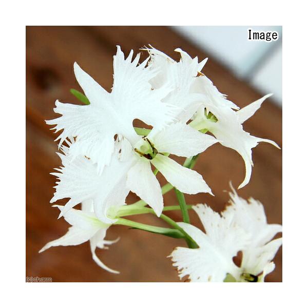 _gardening　ガーデニング　山野草　Ｐｅｃｔｅｉｌｉｓ　Ｈａｂｅｎａｒｉａ　ｒａｄｉａｔａ　サギラン　NT　20140621　sannyasou_2014　gar_hikoukisanya　植物　植物生体　ガーデニング生体　育て方　...