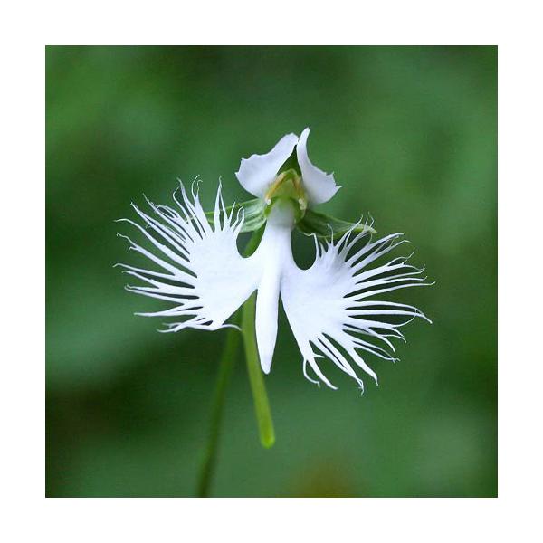 _gardening　ガーデニング　山野草　Ｐｅｃｔｅｉｌｉｓ　Ｈａｂｅｎａｒｉａ　ｒａｄｉａｔａ　サギラン　NT　20140621　sannyasou_2014　gar0620_sanya　植物　植物生体　ガーデニング生体　育て方　育成方...