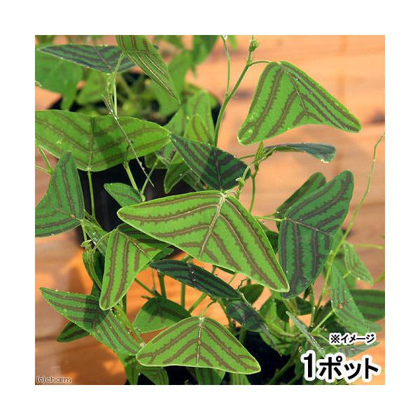 _gardening　ガーデニング　観葉　マメ科　飛行機草　コウモリホウズキハギ　hikoukisou_　gar_hikoukisanya　育て方　育成方法　栽培方法　観葉植物　Ｃｈｒｉｓｔｉａ　ｖｅｓｐｅｒｔｉｌｉｏｎｉｓ　ビニールポット...
