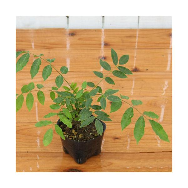 _gardening　ガーデニング　山野草　20140719　NT　sannyasou_2014　gar_hikoukisanya　gar_sanya1410　植物　植物生体　ガーデニング生体　育て方　育成方法　栽培方法　bnr_hrgmg...