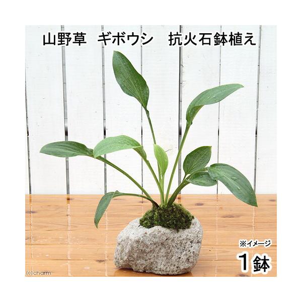 _gardening　_interior　ガーデニング　山野草　寄せ植え　koukaseki_series　sannyasou_2014　20140830　NT　gar_sanya1410　育て方　育成方法　栽培方法　koke_isbt　b...