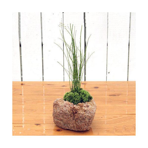 _interior　_gardening　ガーデニング　山野草　寄せ植え　koukaseki_series　sannyasou_2014　20140830　NT　植物　植物生体　ガーデニング生体　modanpot_sanya_set　kou...