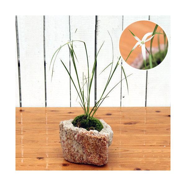 _interior　_gardening　ガーデニング　山野草　寄せ植え　koukaseki_series　sannyasou_2014　20140830　NT　gar_sanya1410　植物　植物生体　ガーデニング生体　modanpot...