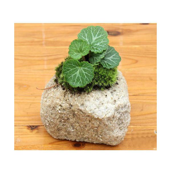 _interior　_gardening　ガーデニング　山野草　寄せ植え　koukaseki_series　sannyasou_2014　20140830　NT　gar_sanya1410　植物　植物生体　ガーデニング生体　modanpot...