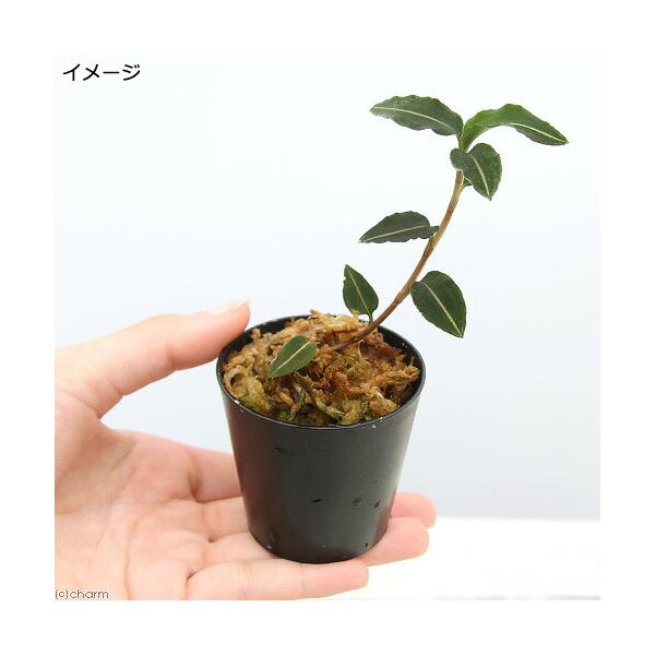 paludariumplants　パルダリウム　テラリウム　熱帯魚　観葉植物　園芸　ガーデニング　ビバリウム　アクアテラリウム　水草　宝石蘭　宝石ラン　シュスラン属　ミヤマウズラの仲間　繻子蘭　ビロードラン　Ｇｏｏｄｙｅｒａ　ｖｅｌｕｔｉｎ...