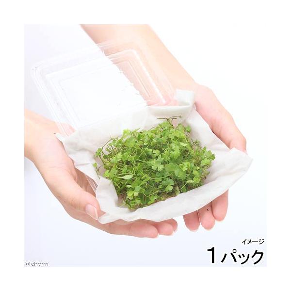 PF_SPQ　熱帯魚　メダカ　アクア　アクアリウム　_aqua　水草　前景草　ミックス　横に広がる　水上葉　20140920　YS