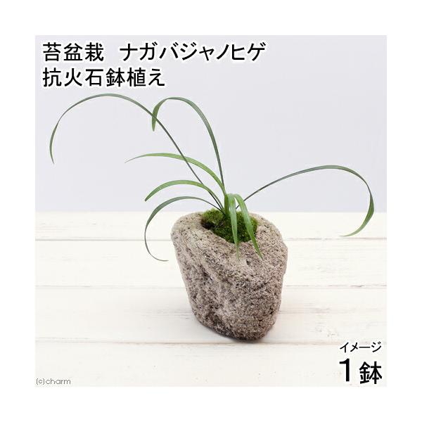 _gardening　ガーデニング　山野草　寄せ植え　sannyasou_2014　20140830　NT　koukaseki_series　gar_sanya1410　20141029　植物　植物生体　ガーデニング生体　modanpot_...