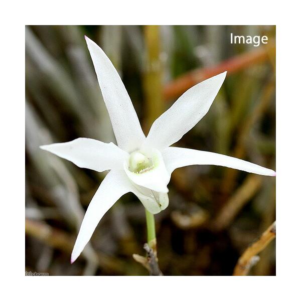 _kame　_hachu　_gardening　観葉植物　園芸　ガーデニング　ビバリウム　アクアテラリウム　パルダリウム　花　苗　着生ラン　デンドロビューム　デンドロビウム　長生蘭　石斛　チョウセイラン　セッコク　Ｄｅｎｄｒｏｂｉｕｍ　ｍｏ...