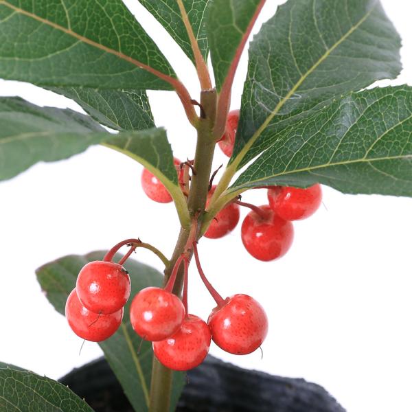 _gardening　ガーデニング　園芸　山野草　マンリョウ　万両　センリョウ　千両　ヒャクリョウ　百両　ジュウリョウ　十両　お正月　カラタチバナ　サクラソウ科　ヤブコウジ属　osyougatu_plants　osyougatu_item　...